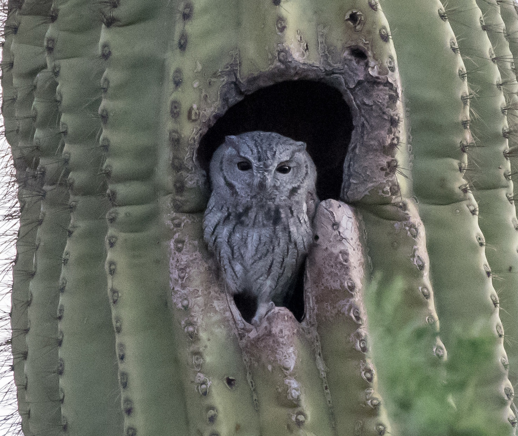 Western Screech-Owl from Ahwatukee Foothills Village, Phoenix, AZ, USA ...