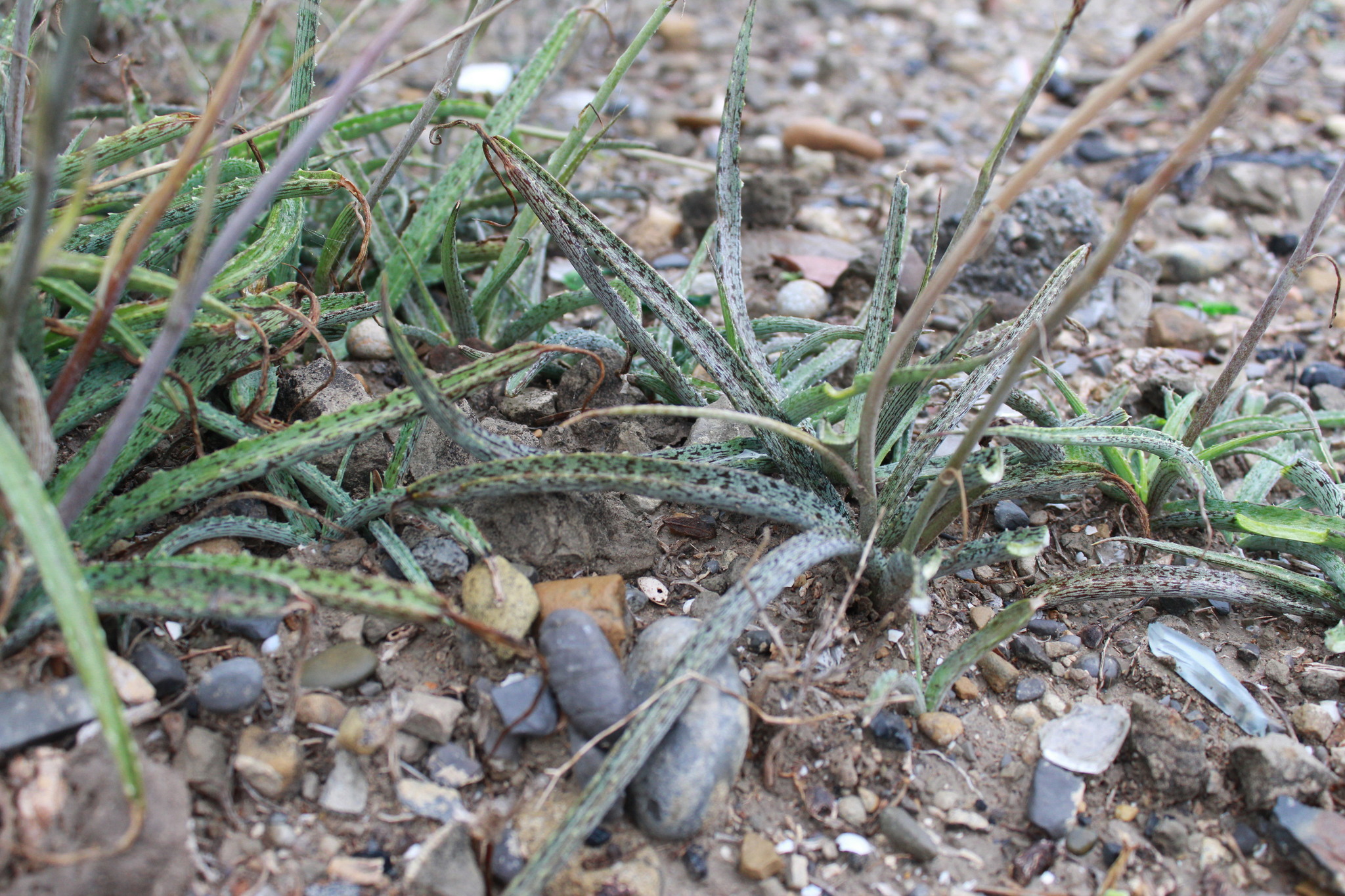 Agave longiflora (Rose) G.D.Rowley