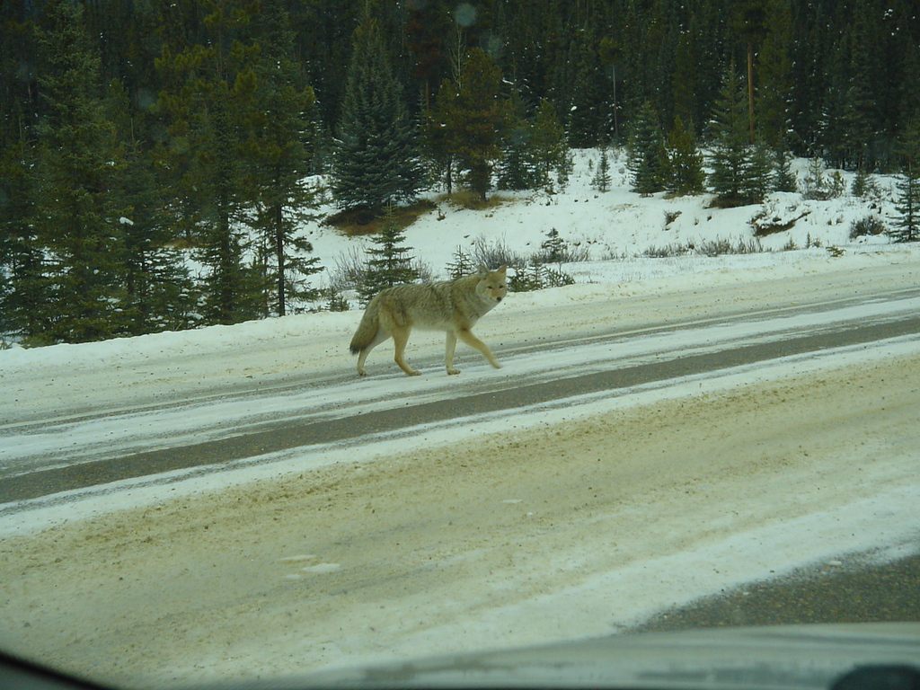 Coyote from Burnaby, BC, Canada on December 10, 2005 at 06:00 PM by ...