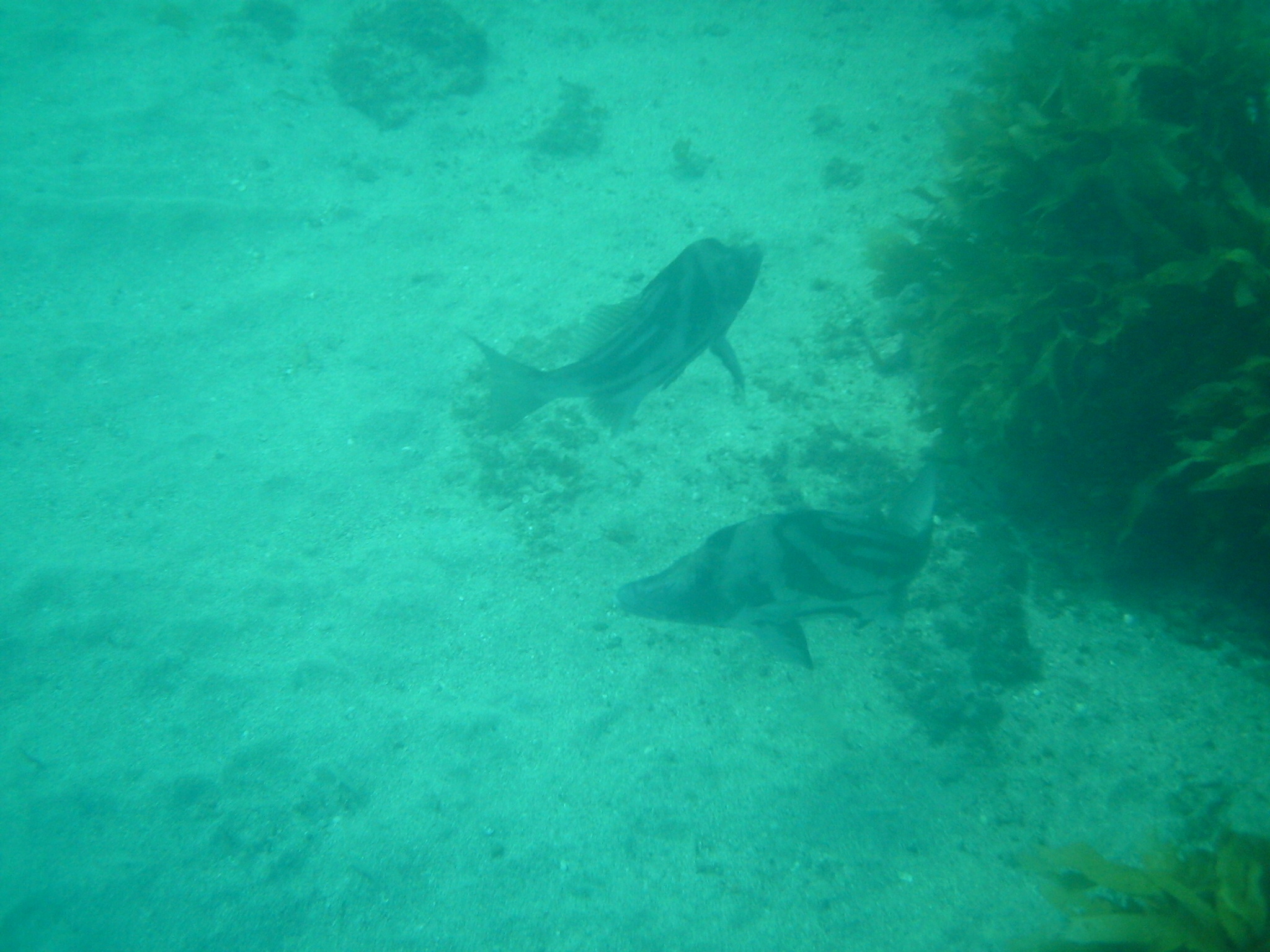 Paristiopterus labiosus (Günther, 1872)