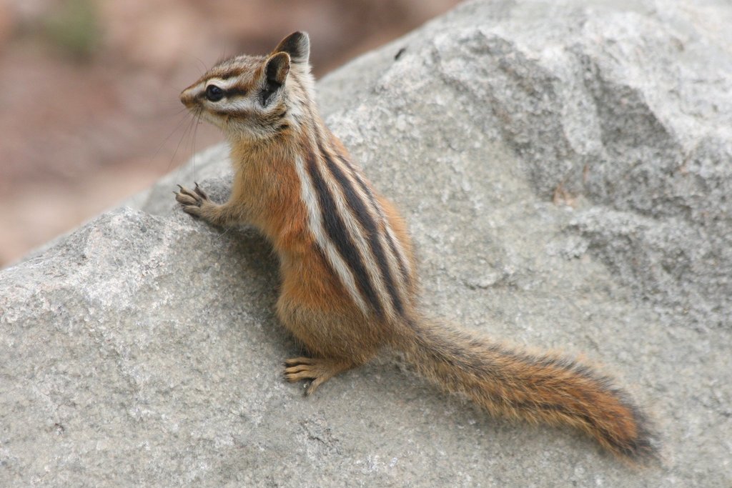 Colorado Chipmunk from Fenton Lake, NM on August 26, 2008 by James N ...