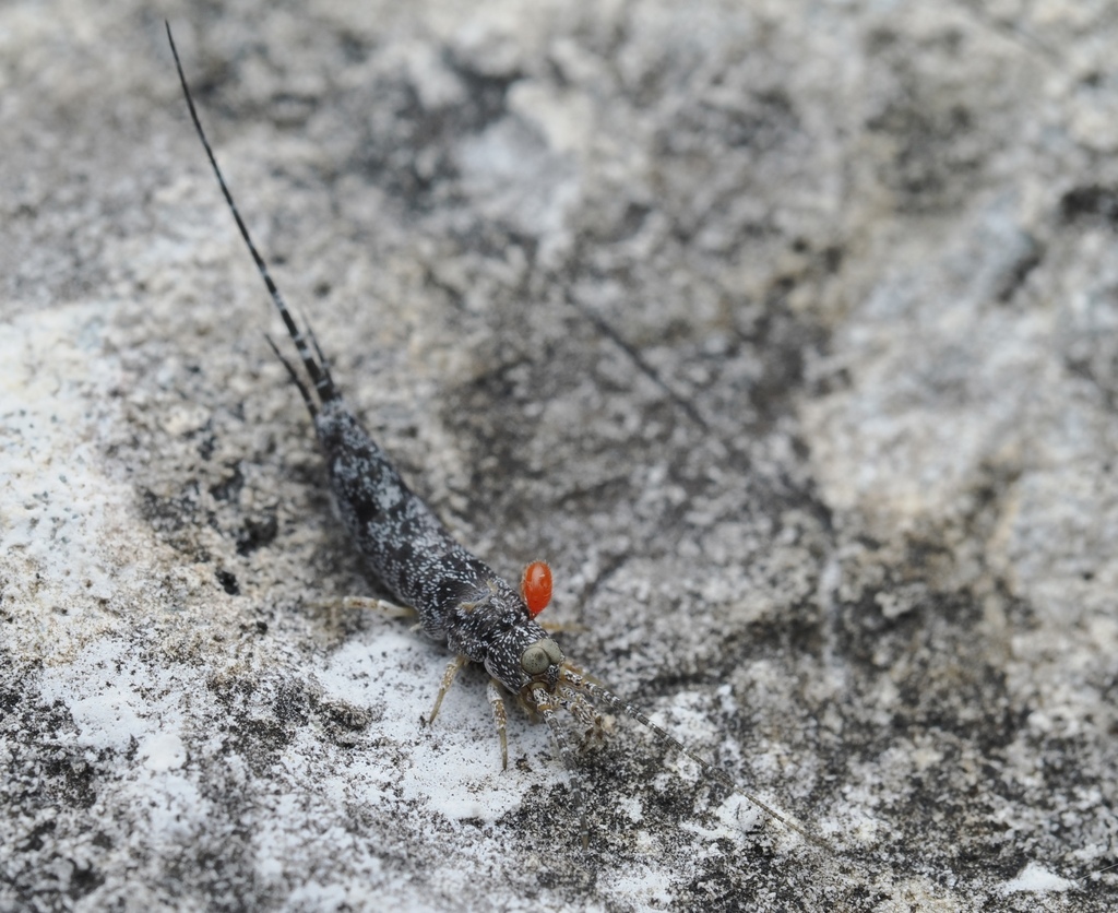 Machilis lehnhoferi from 87642 Halblech, Deutschland on August 10, 2025 ...