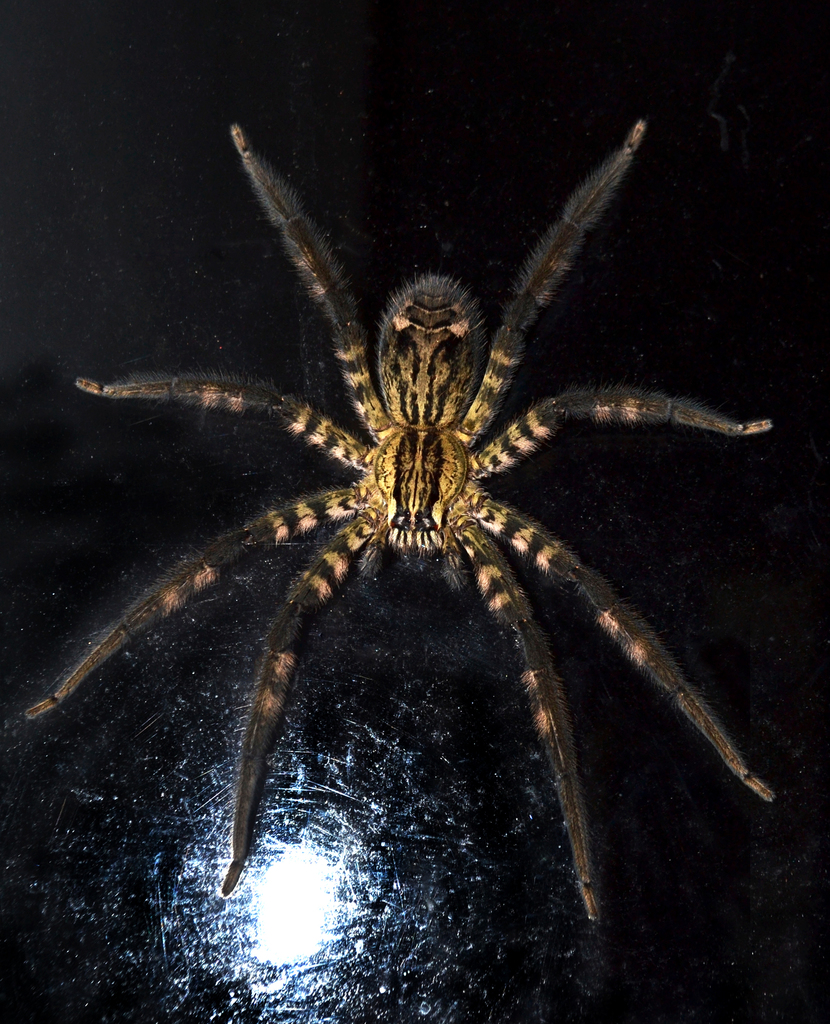 Tiger Bromeliad Spider from San Andrés Tuxtla, Ver., México on July 2 ...