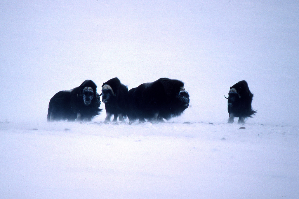 Muskox from Sermersooq Municipality, Greenland on March 25, 1984 at 06: ...