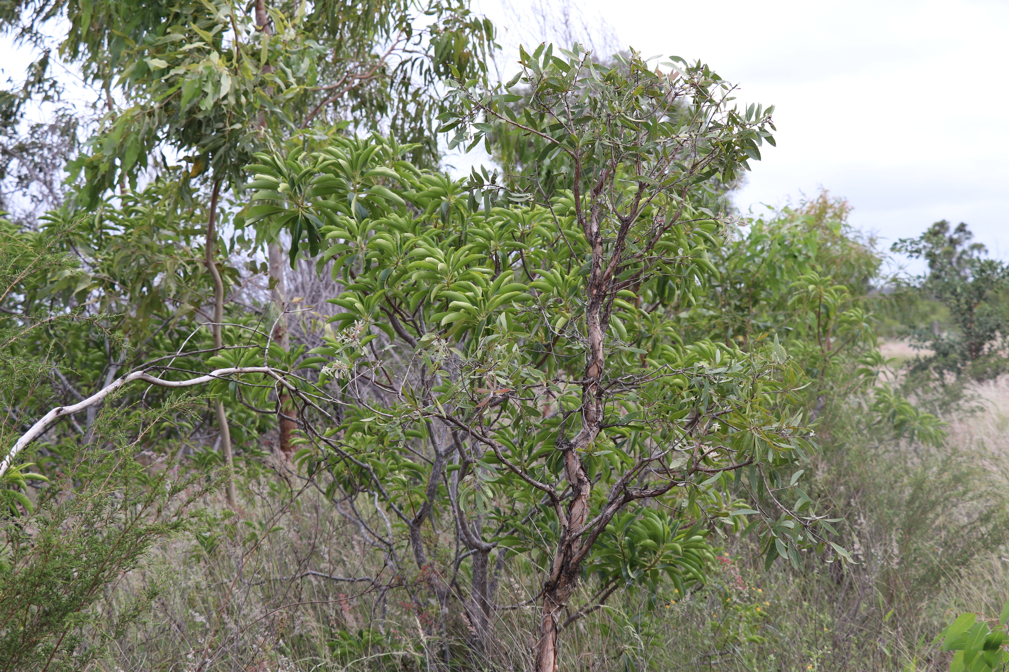 Cerbera dumicola P.I.Forst.