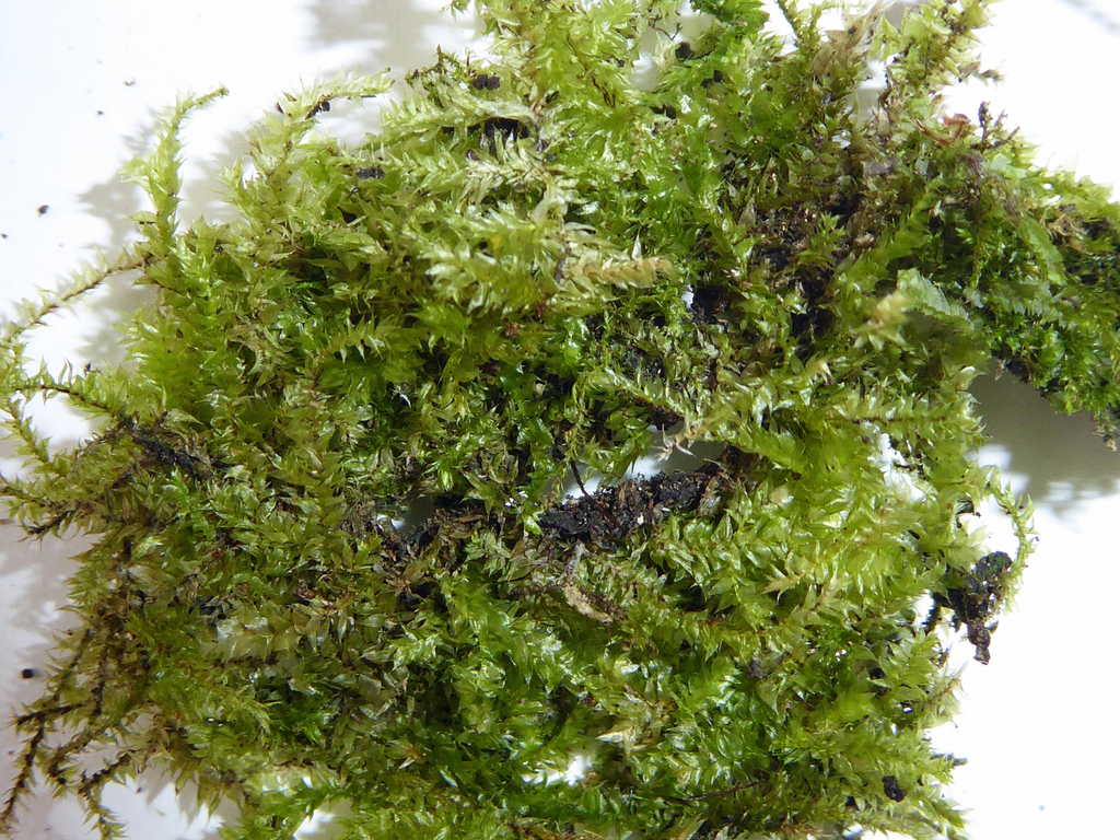 Loose Straw Moss (Rhynchostegium tenuifolium) - Botanical Realm