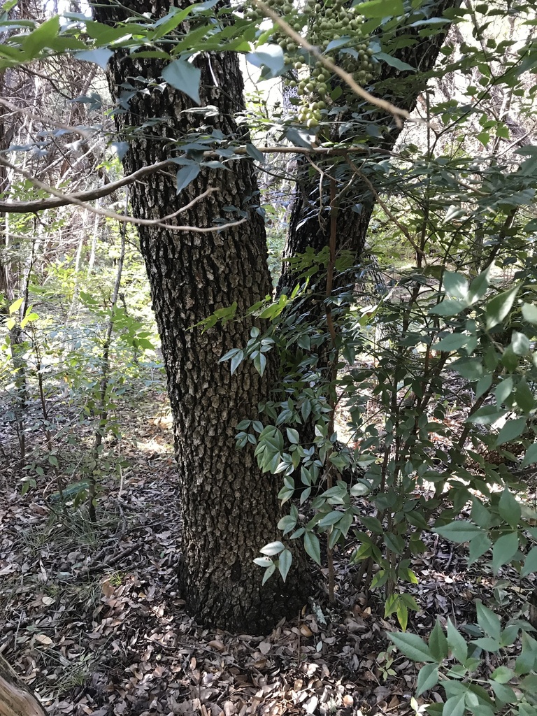 Texas live oak from North Waco, Waco, TX, USA on October 26, 2019 at 10 ...