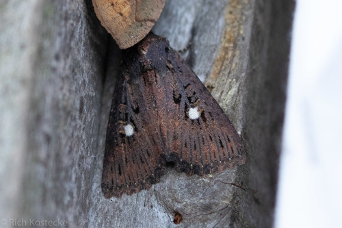 Condica funerea · iNaturalist Ecuador