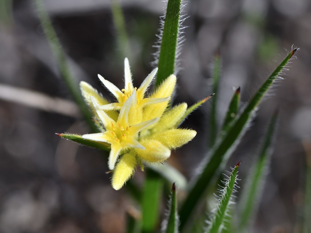 Bristly Cottonhead (Conostylis setigera) - Botanical Realm