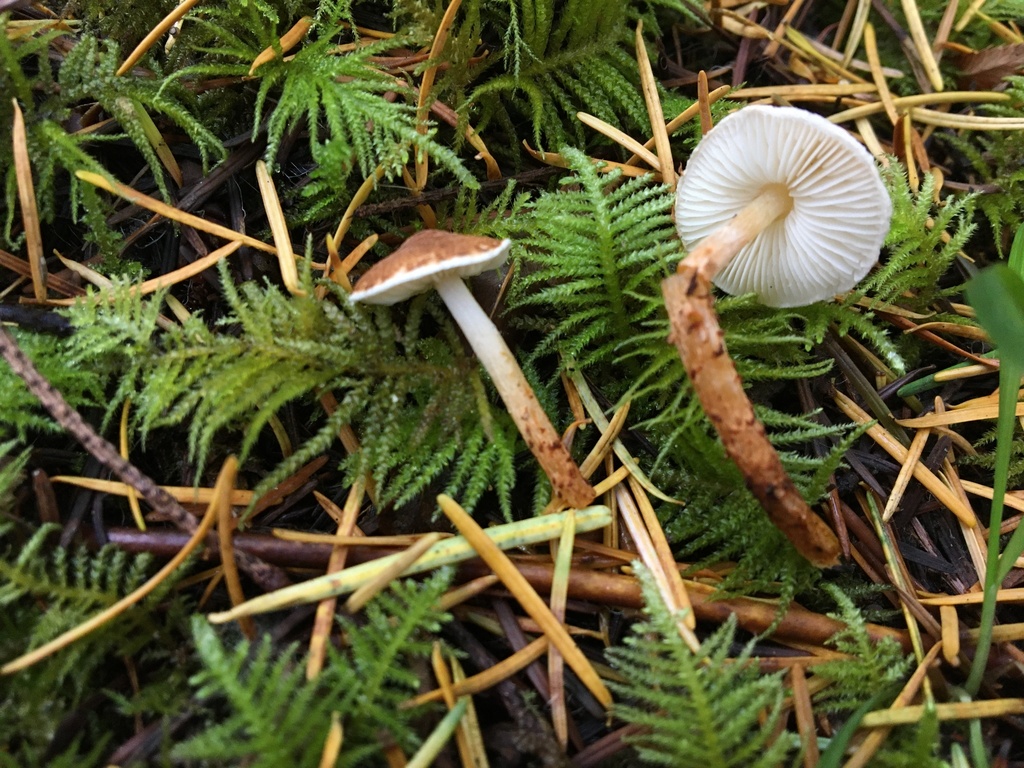 Chestnut Dapperling from Thurston County, WA, USA on October 26, 2019 ...