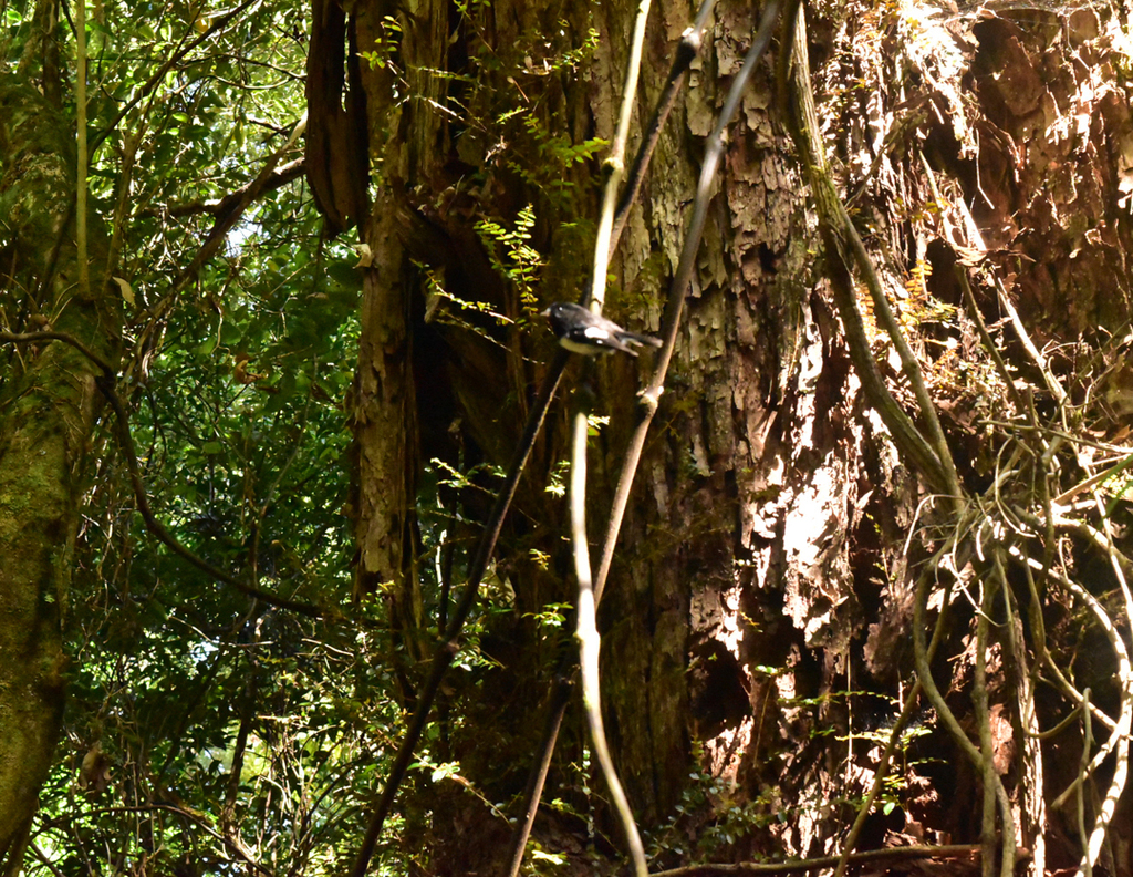 North Island Tomtit from Akatarawa Valley, Upper Hutt 5372, New Zealand ...