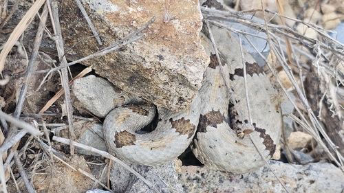 Mottled Rock Rattlesnake (Crotalus lepidus lepidus) - Snakes and Lizards