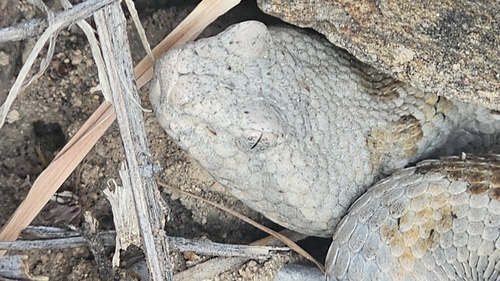 Mottled Rock Rattlesnake (Crotalus lepidus lepidus) - Snakes and Lizards