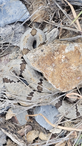 Mottled Rock Rattlesnake (Crotalus lepidus lepidus) - Snakes and Lizards