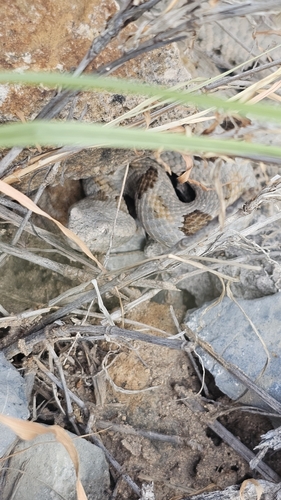 Mottled Rock Rattlesnake (Crotalus lepidus lepidus) - Snakes and Lizards