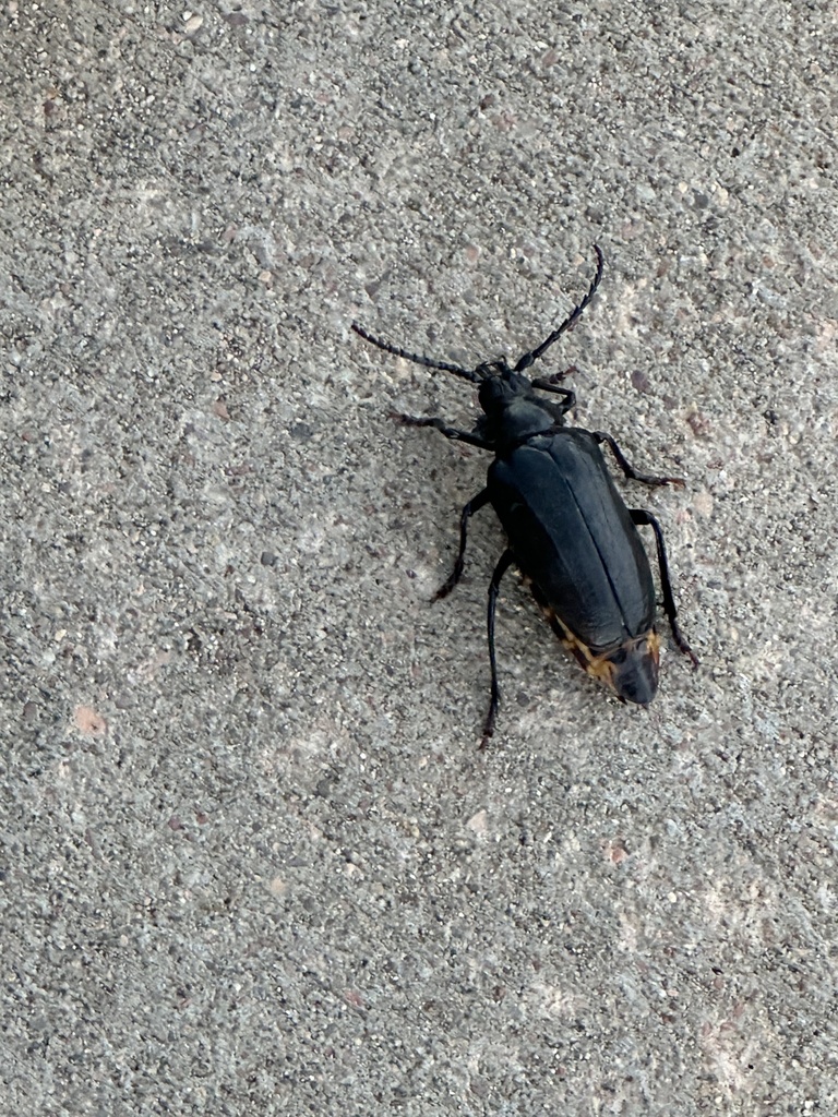 Prionus heroicus from Preserve Dr, Colorado Springs, CO, US on August ...