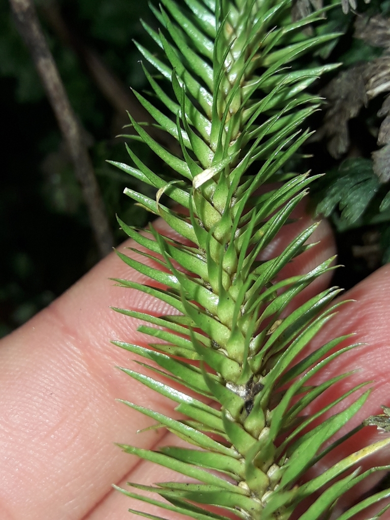 (Phlegmariurus squarrosus) - Botanical Realm
