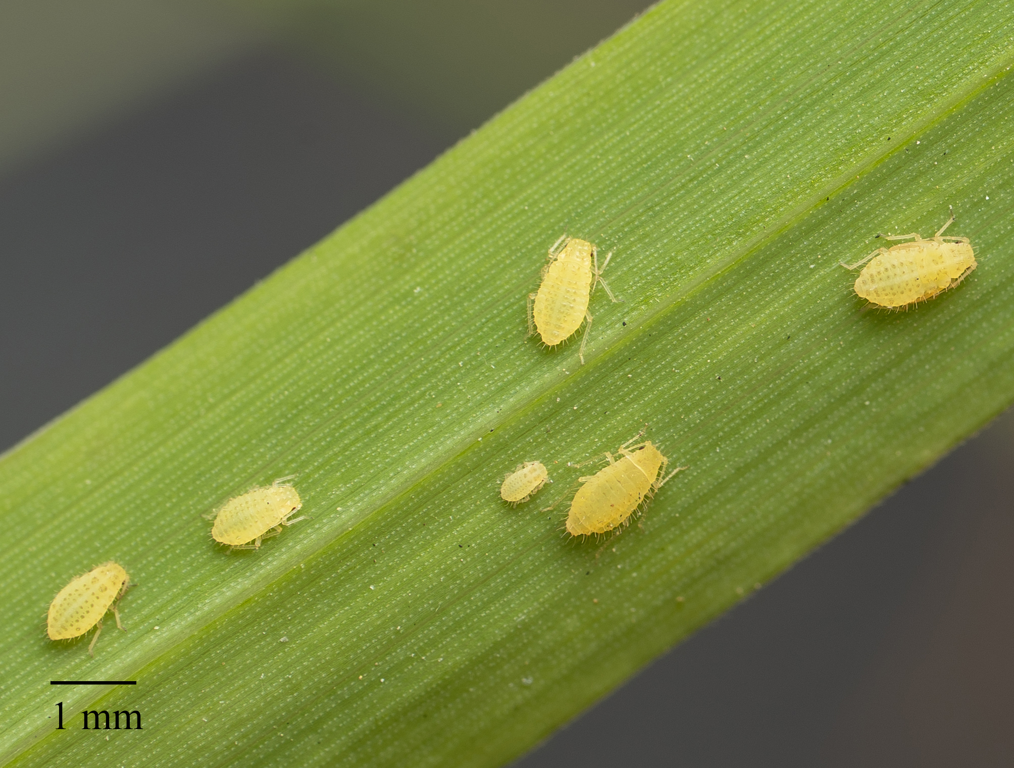 Sipha flava (Forbes, 1885)