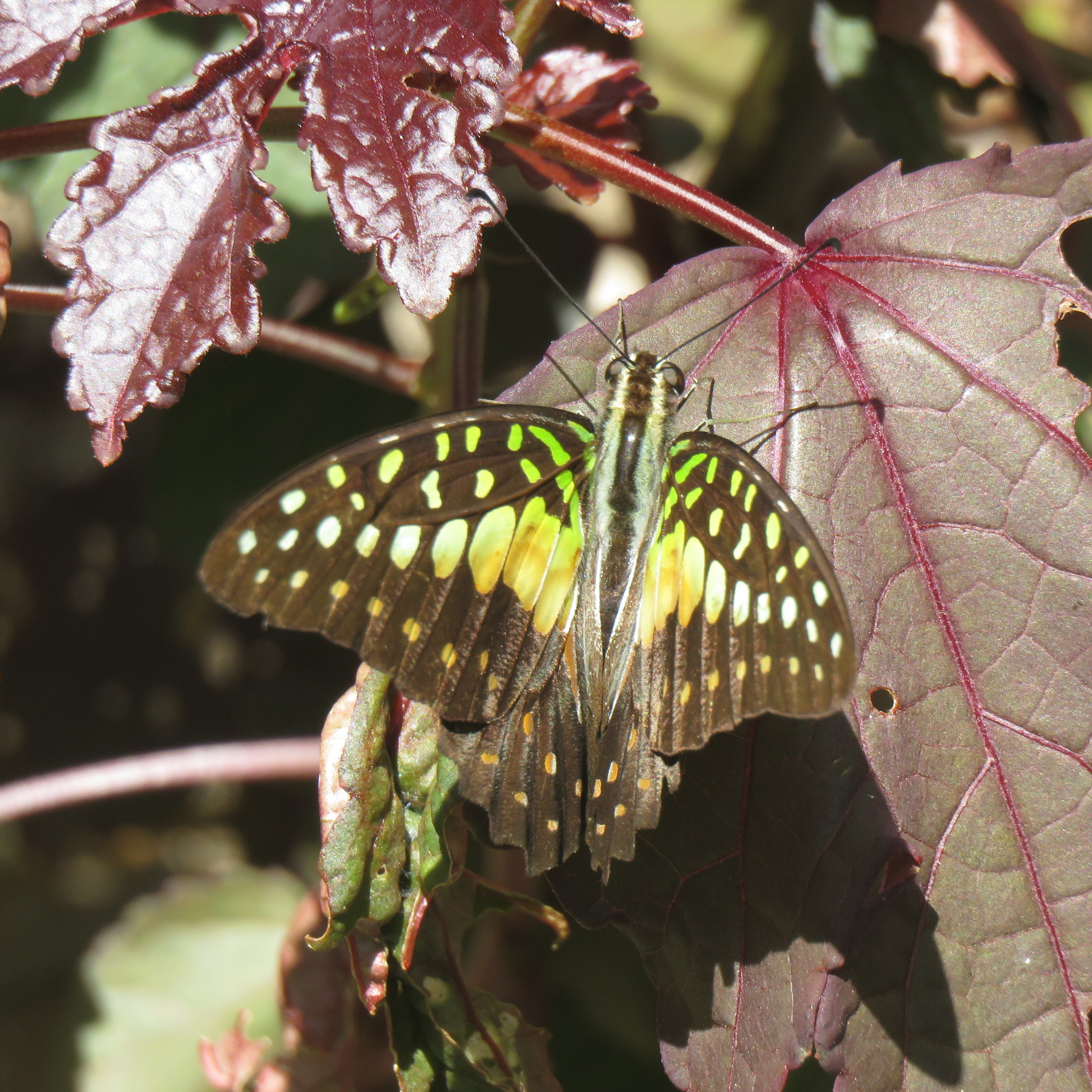 Graphium macfarlanei (Butler, 1877)