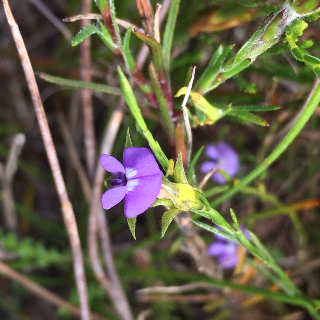 Largestipule Fountainbush from Constantiaberg on October 21, 2019 at 10 ...