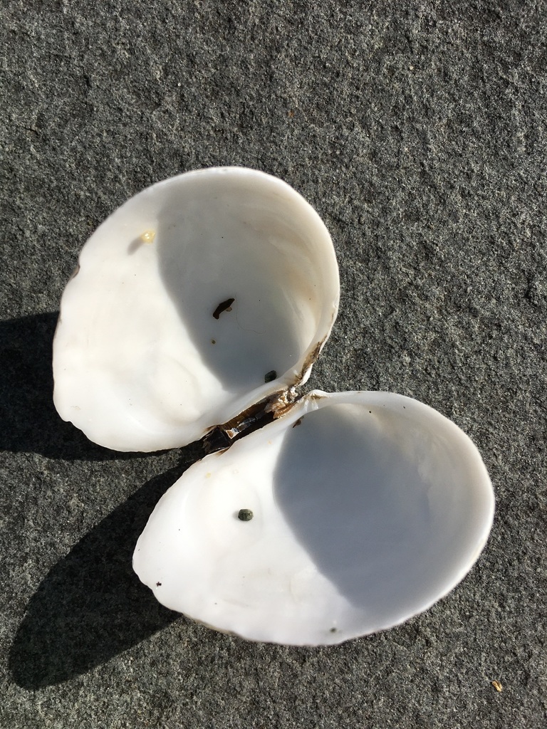 Pointed Macoma (CMER Surveys - Coastal Marine Taxa) · iNaturalist