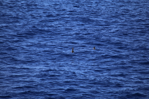 Kermadec Little Shearwater (Subspecies Puffinus assimilis kermadecensis ...