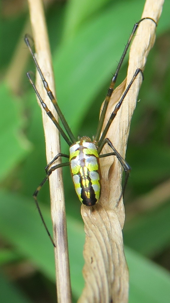 orchard spider and allies from Malinoa Island, Tonga on October 19 ...