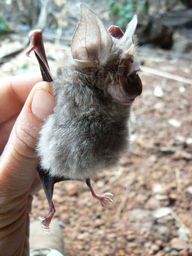 Rüppell's horseshoe bat (Bats of Namibia) · iNaturalist NZ