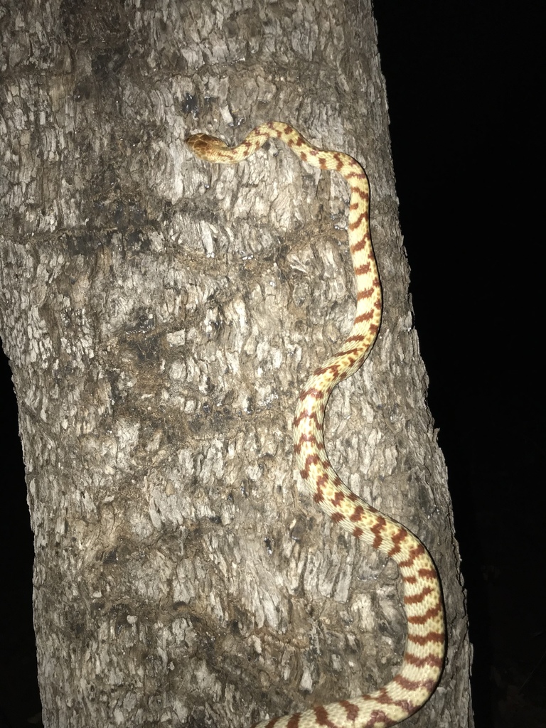 Brown Tree Snake from Tindal, NT, AU on July 1, 2019 at 10:19 PM by ...