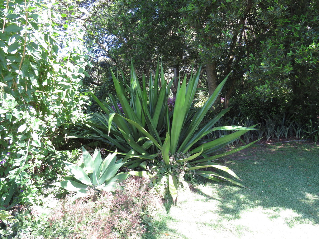 Mauritius hemp from Shuttleworth Gardens, Durbanville, Western Cape ...