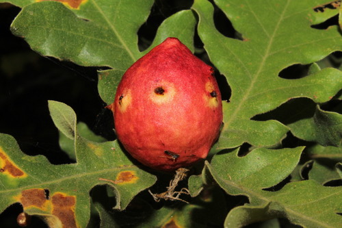 Andricus insanus · iNaturalist