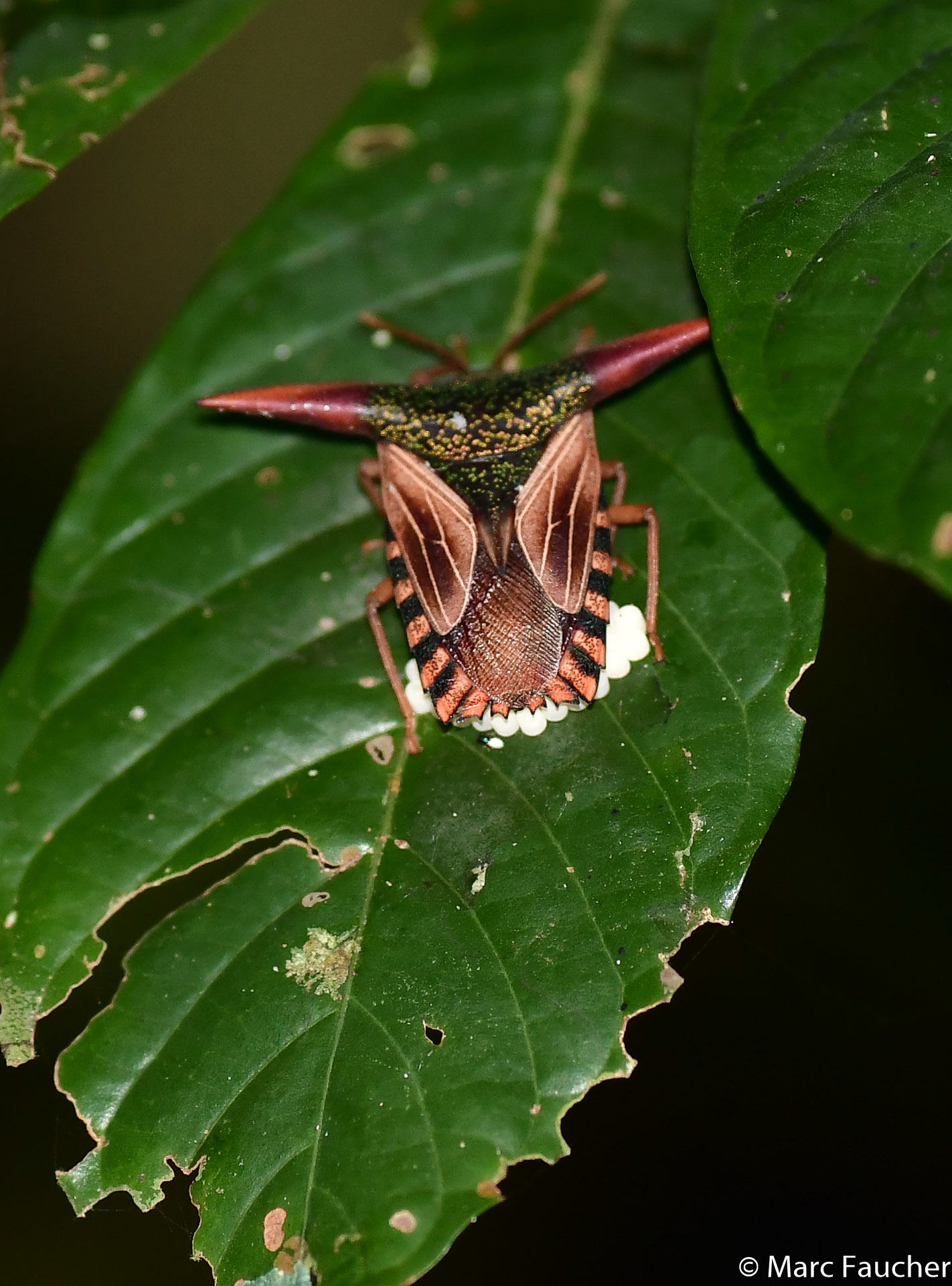 Pygoplatys Dallas, 1851