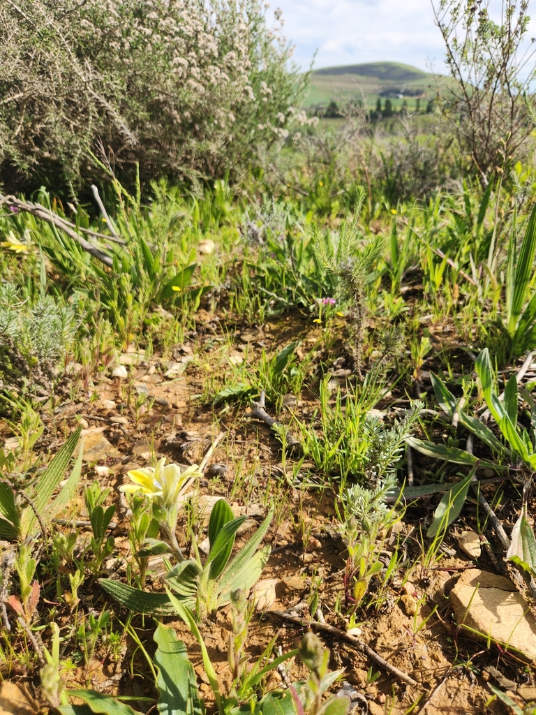 Oldspice Bobbejaantjie from Swartland Local Municipality, South Africa ...