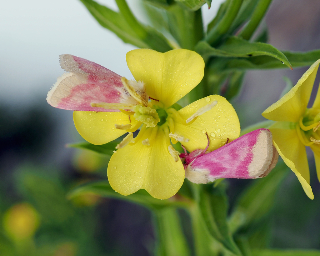 Primrose Moth from Salem, NH 03079, USA on August 11, 2025 at 06:44 AM ...