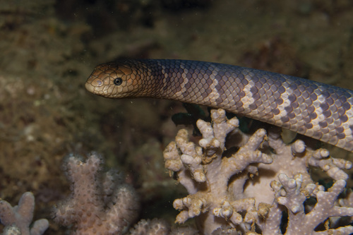 Olive Sea Snake (Aipysurus laevis) - Snakes and Lizards