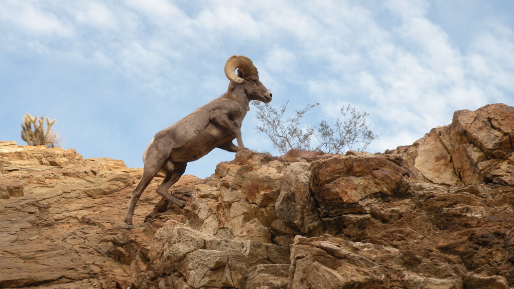 Ruminants (Ruminantia) - Know Your Mammals