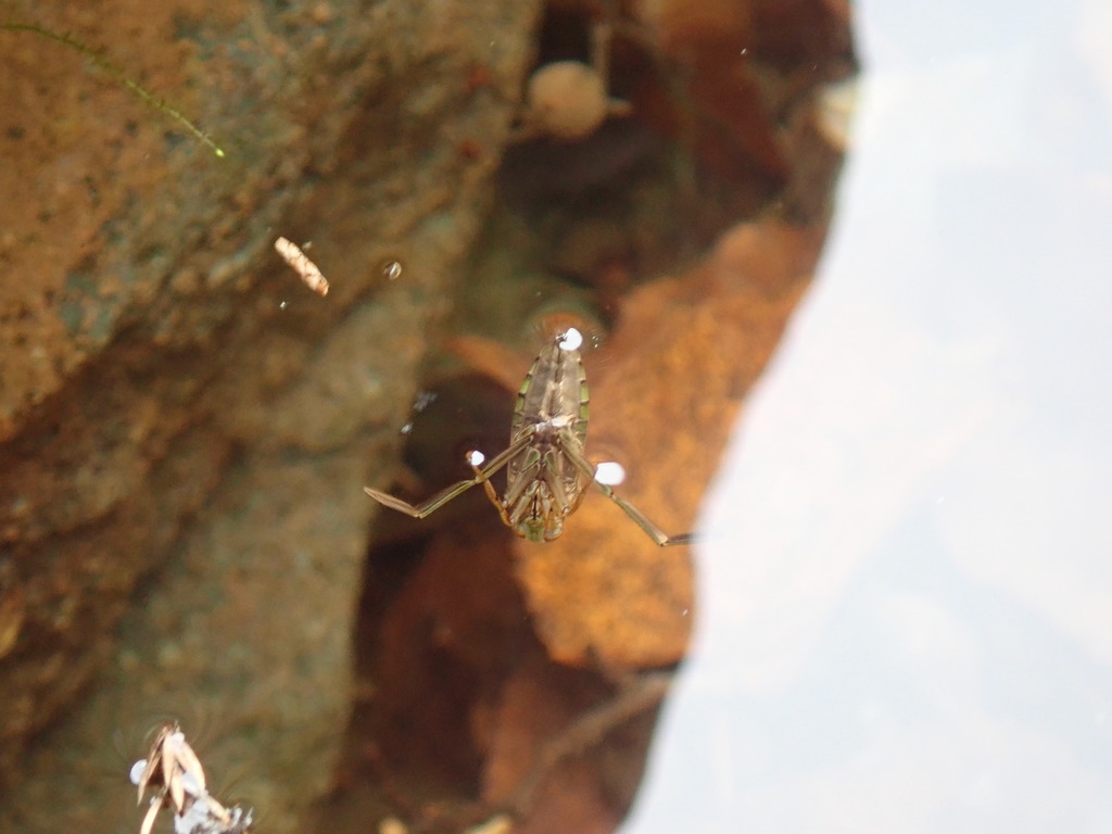 Notonecta triguttata from 日本、長野県北佐久郡軽井沢町大字軽井沢 on October 27, 2019 at 09 ...