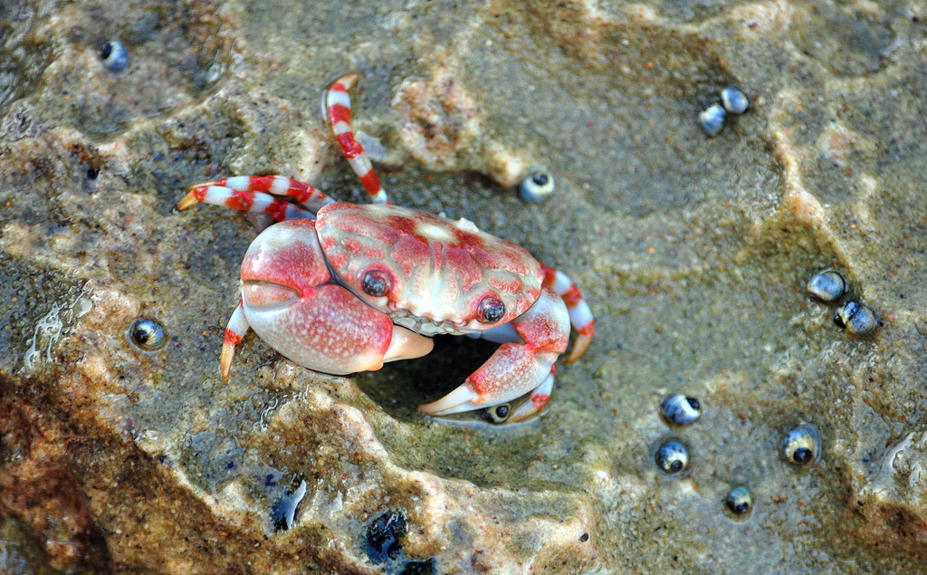 Ringed foot crab from North Uthungulu, South Africa on September 5 ...