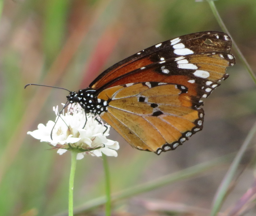 African Monarch from Camferskloof, South Cape DC, South Africa on ...