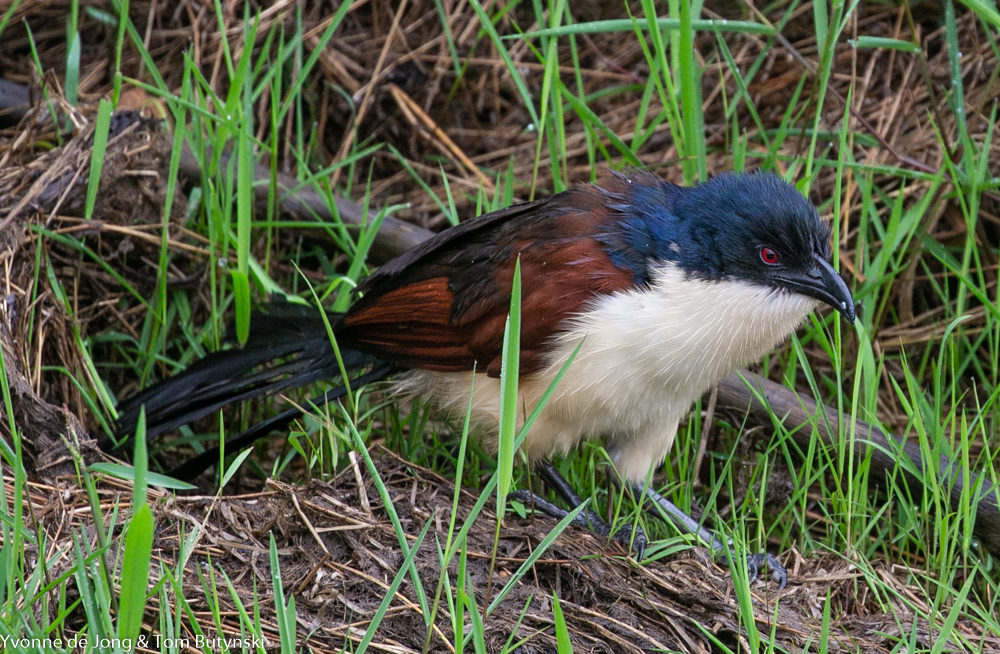 Blue-headed Coucal (Centropus monachus) - Avian Discovery