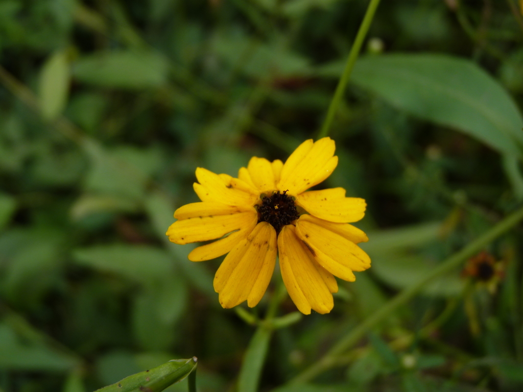 Coreopsis palustris in October 2019 by Nate Hartley · iNaturalist