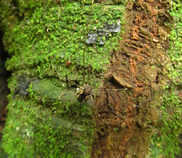 Harvestmen from (South) Uthungulu DC, South Africa Ngoye on October 25 ...