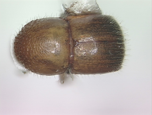 Xylosandrus morigerus · iNaturalist