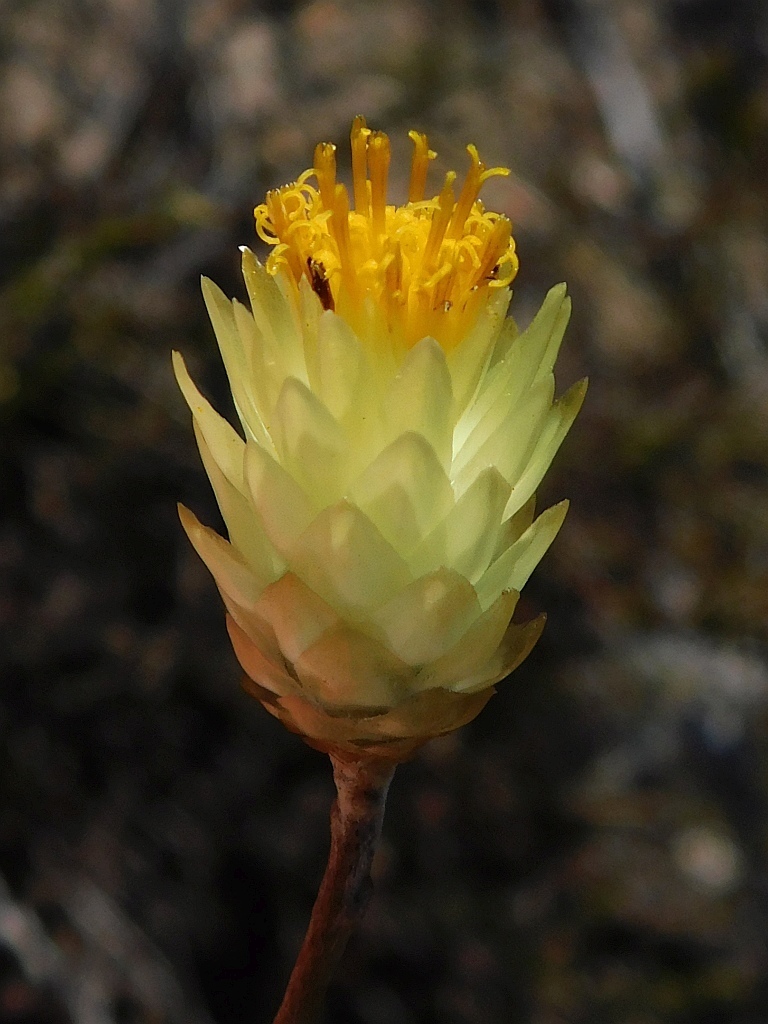 Syncarpha speciosissima angustifolia from Loerkop Greyton, 7233, South ...