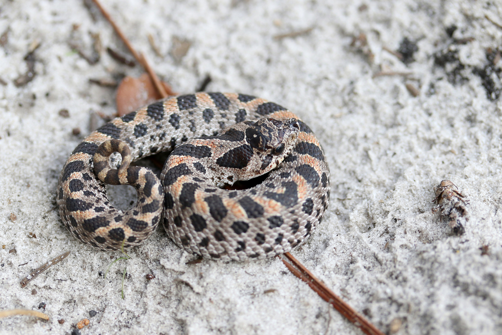 Southern Hognose Snake in October 2019 by Joshua Doby · iNaturalist
