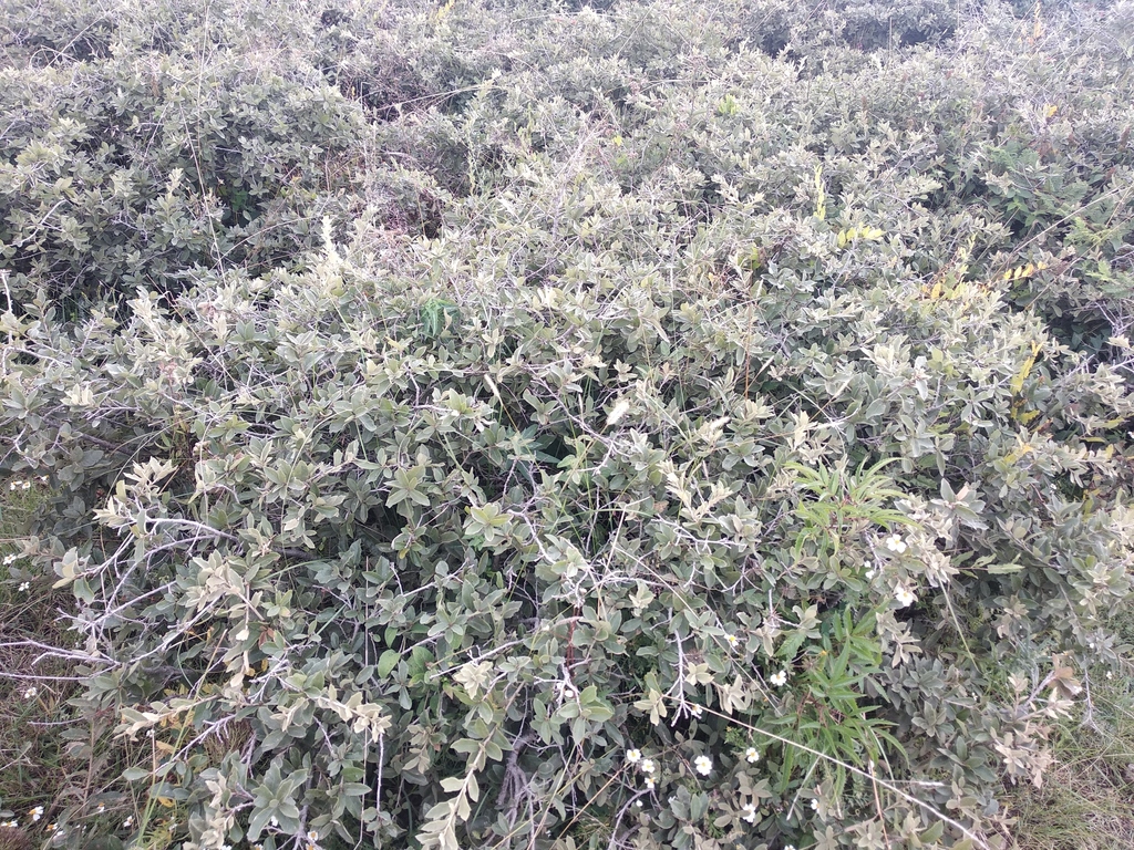 Quercus repanda from Ocoyucan, Pue., México on October 26, 2019 at 02: ...