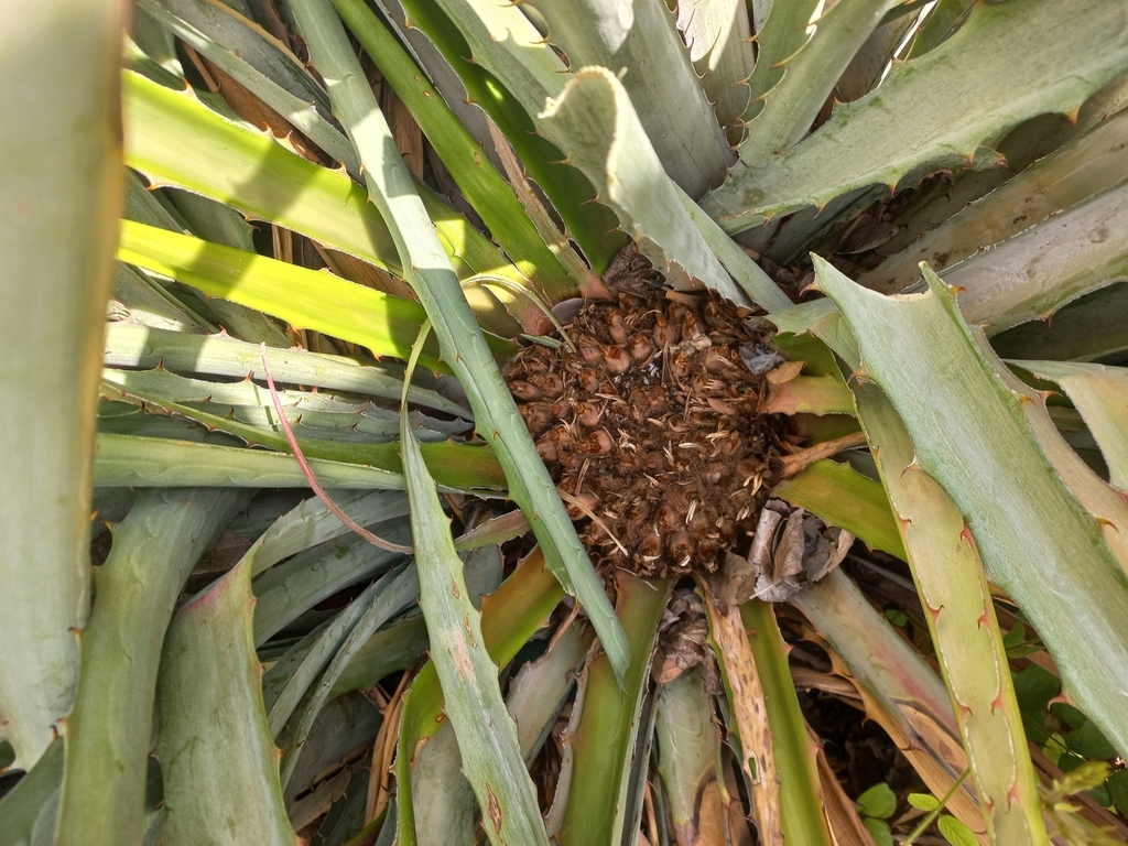 Bromelia karatas from 24730 Camp., México on August 10, 2025 at 08:31 ...