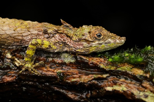 Pygmy Lizard (Cophotis ceylanica) - Snakes and Lizards