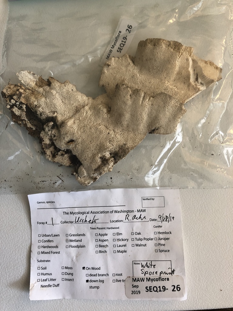 Fomitopsis serialiformis from Westmoreland, Pennsylvania, United States ...