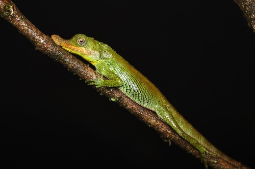 Sri Lankan Horned Agamas (Ceratophora) - Snakes and Lizards